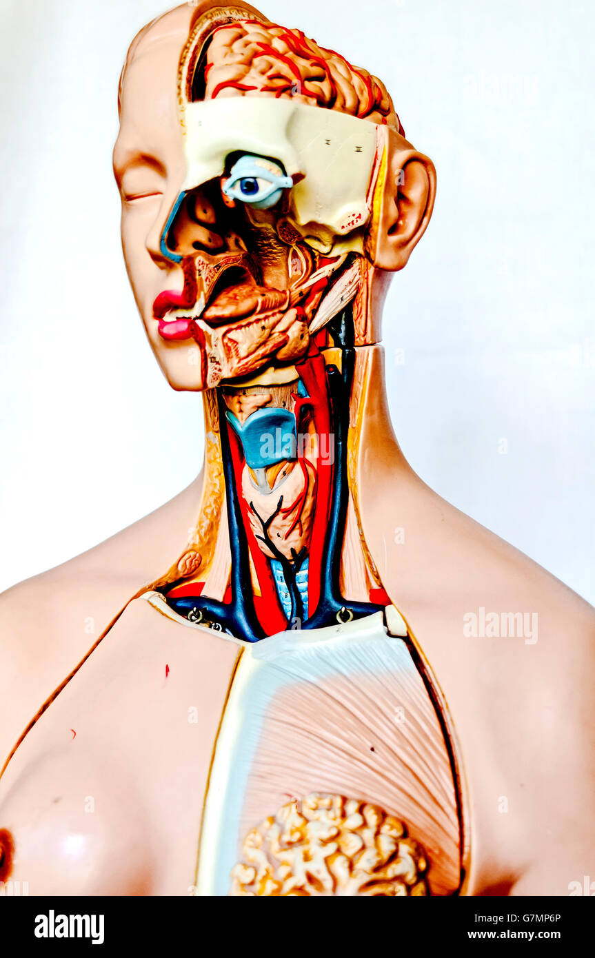 Anatomic school hi-res stock photography and images - Alamy