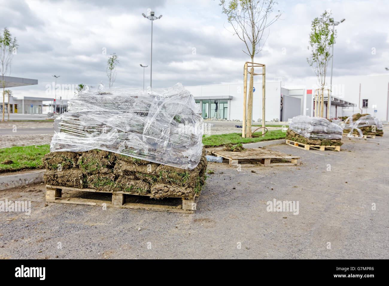 Stack of turf grass rolls for a lawn piled on wooden pallet Stock Photo ...