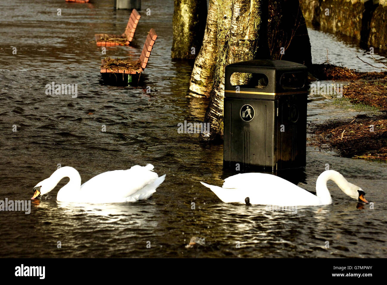 Weather storm floods flooding animals birds swans hi-res stock ...