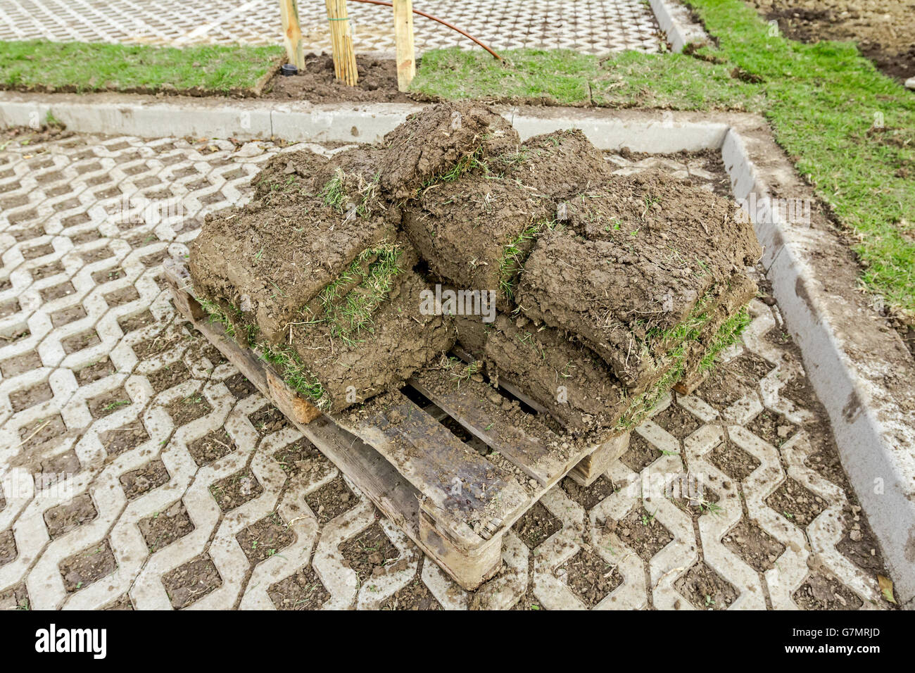 Stack of turf grass rolls for a lawn piled on wooden pallet Stock Photo ...