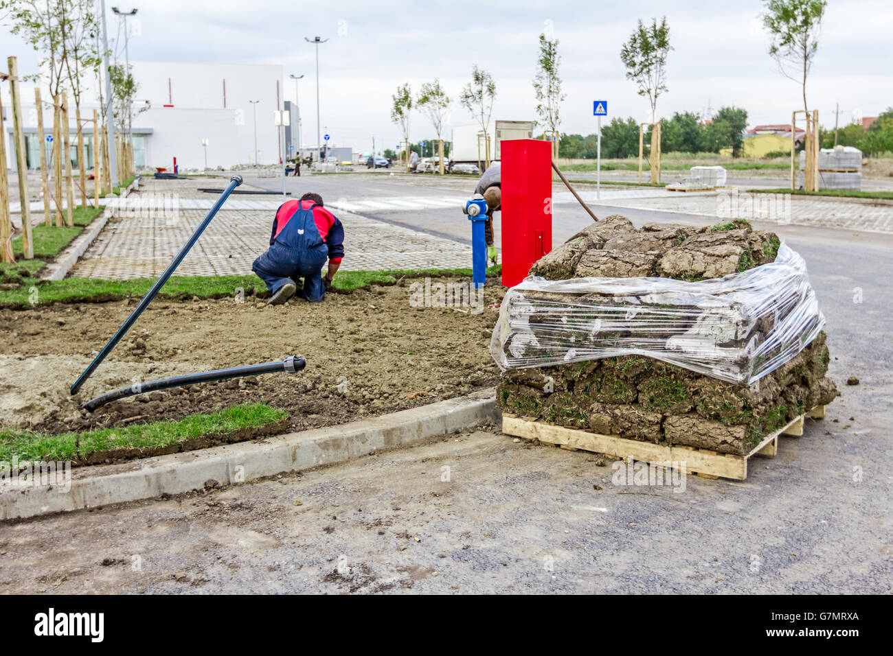 Stack, heap of sod rolls on wooden pallet for installing new lawn ...