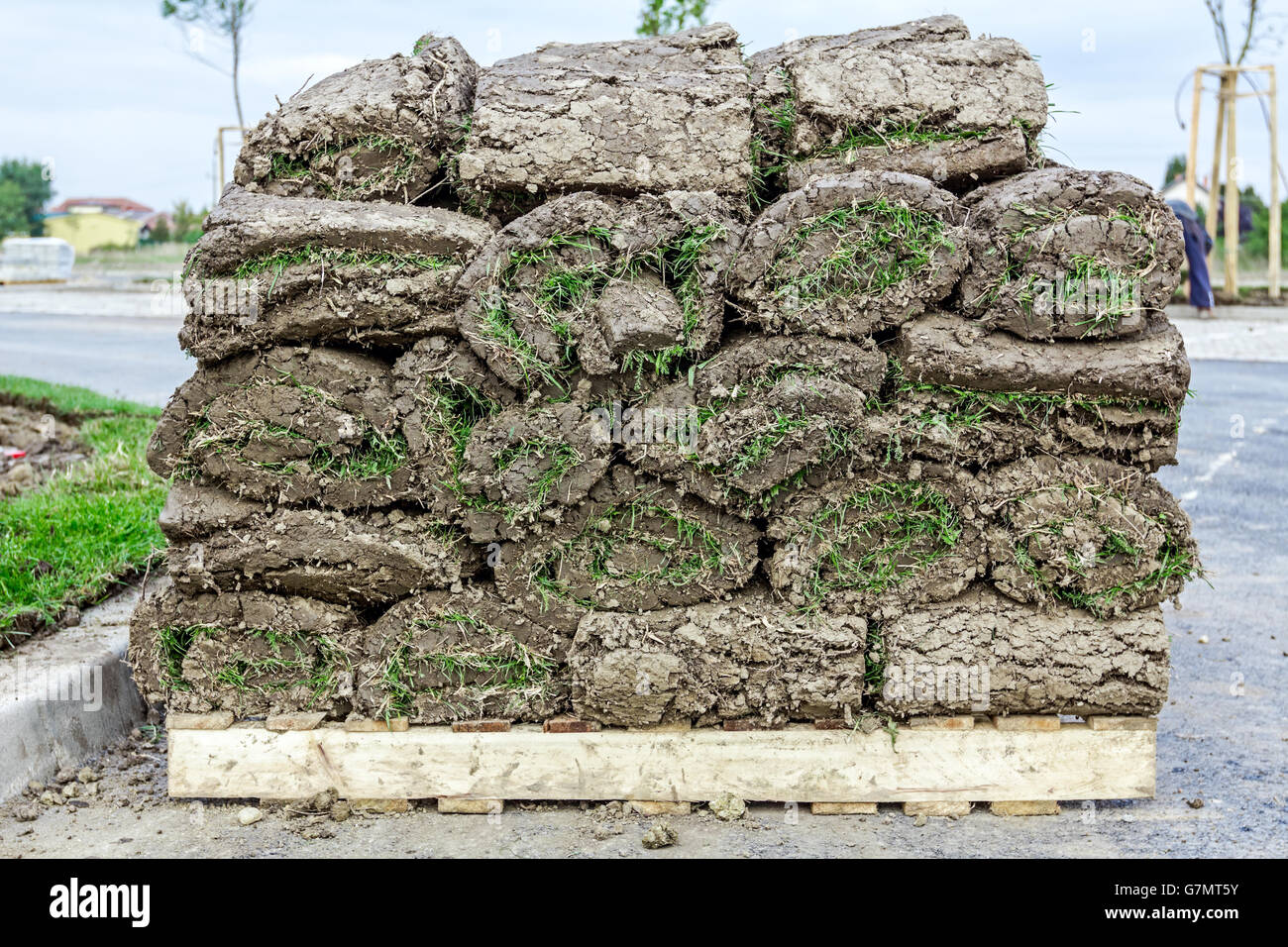 Stack of turf grass rolls for a lawn piled on wooden pallet Stock Photo ...