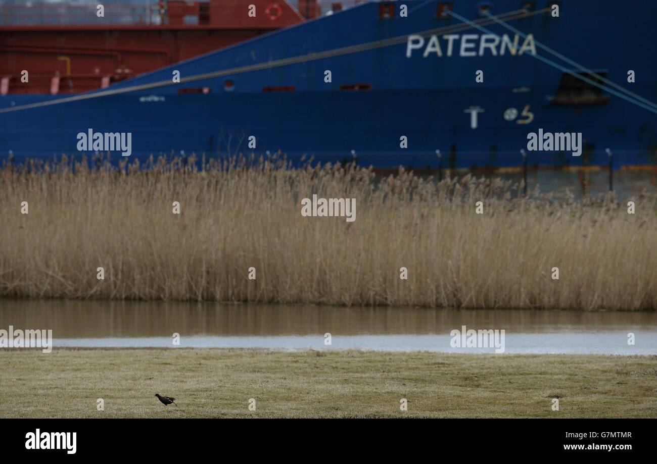 RSPB NI's Belfast Lough nature reserve Stock Photo - Alamy