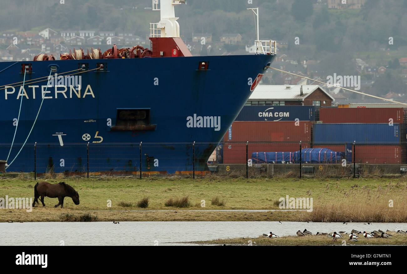 One of two Resident konik ponies at Belfast's Window On Wildlife as the ...