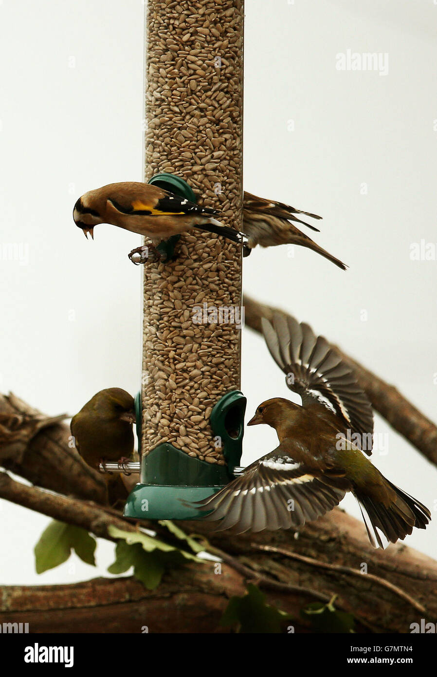 Finches use a feeder at Belfast's Window On Wildlife as the RSPB NI's ...
