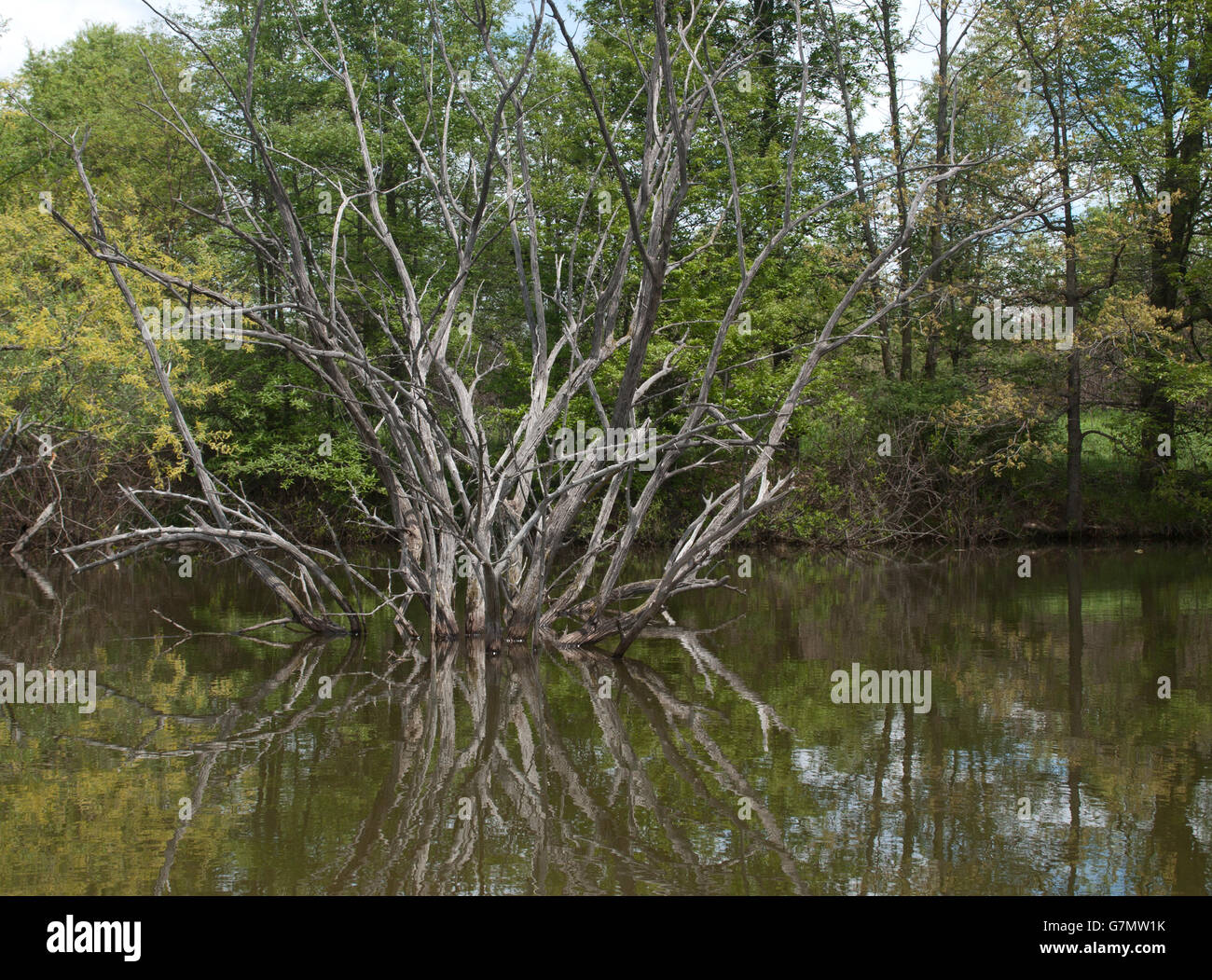tree with a mind of its own Stock Photo - Alamy