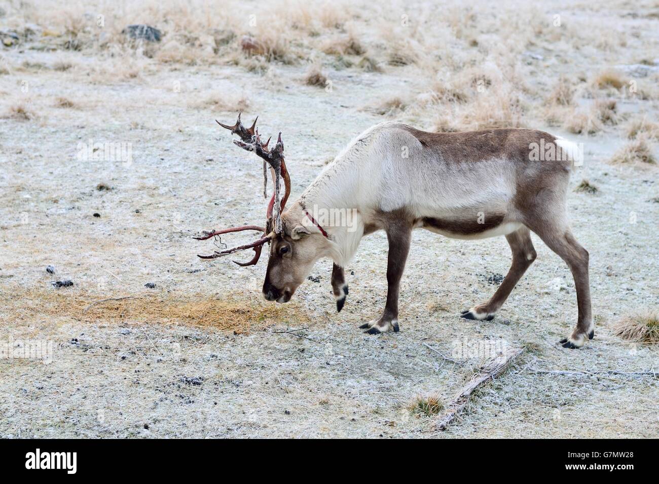 A single reindeer searching for moss to eat. Shedding skin from antlers ...