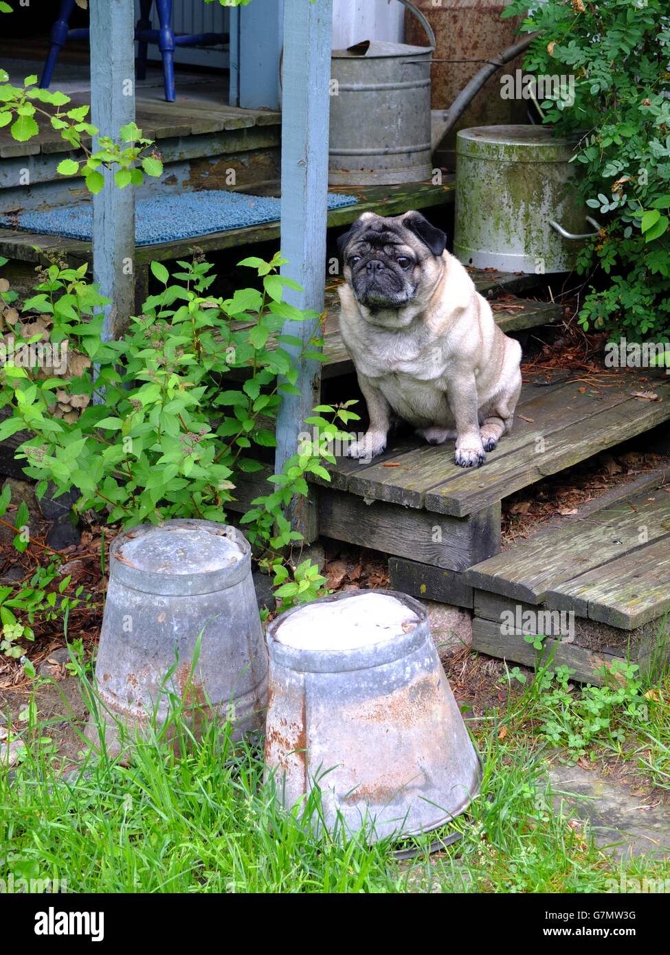 A cute pug sitting on rustic steps in front of a summer cottage. Rusty ...