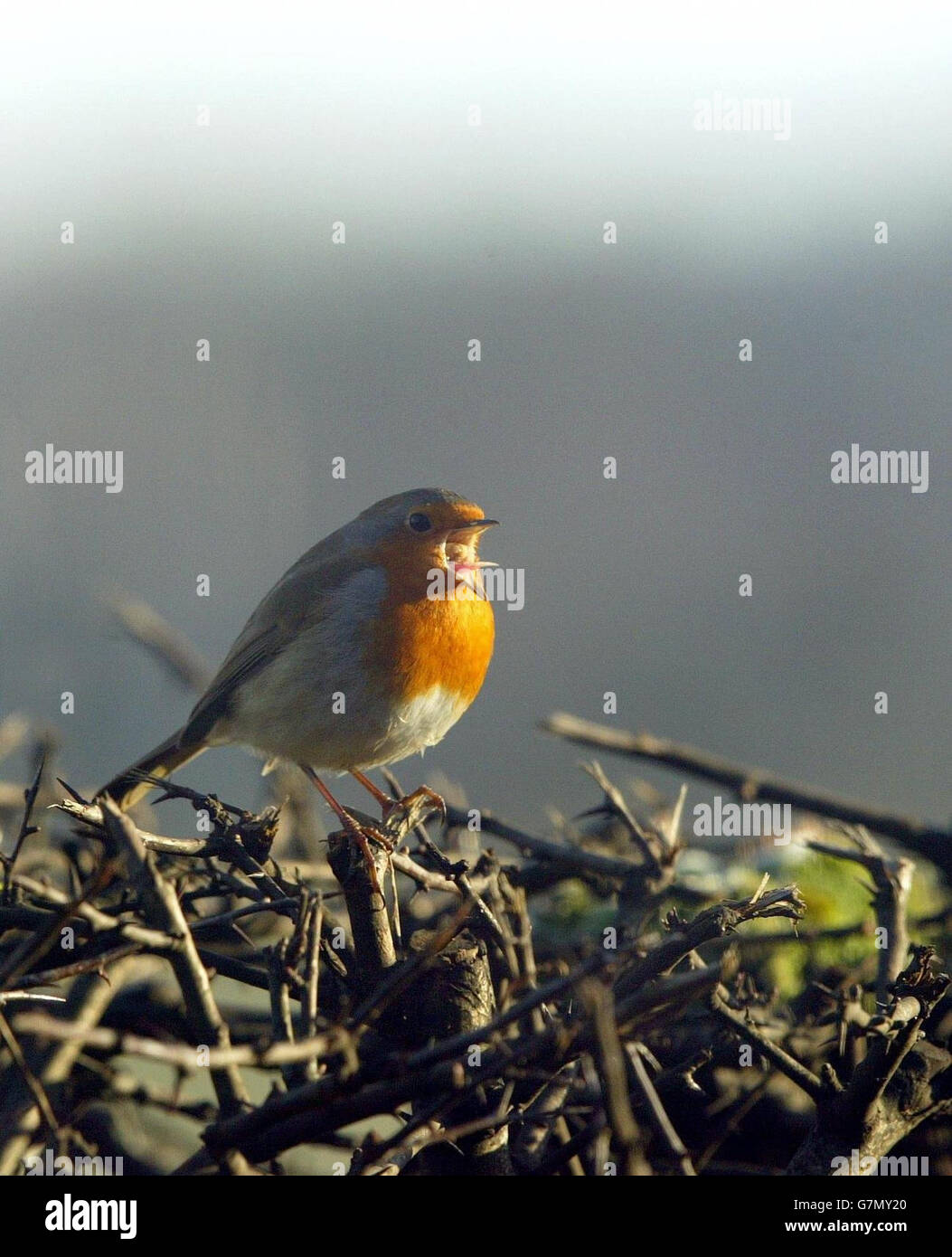 Robin redbreast bush hi-res stock photography and images - Alamy