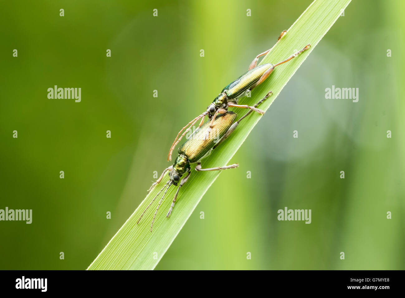 Two reed beetles, Donacia aquatica, mate on a reed leaf on a sunny day ...