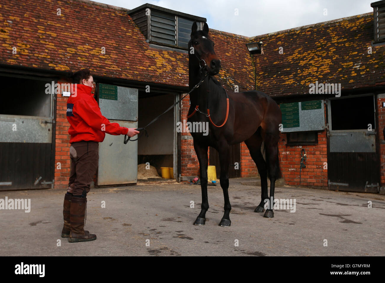 Horse Racing - Paul Nicholls Stables Visit - Manor Farm Stables Stock ...