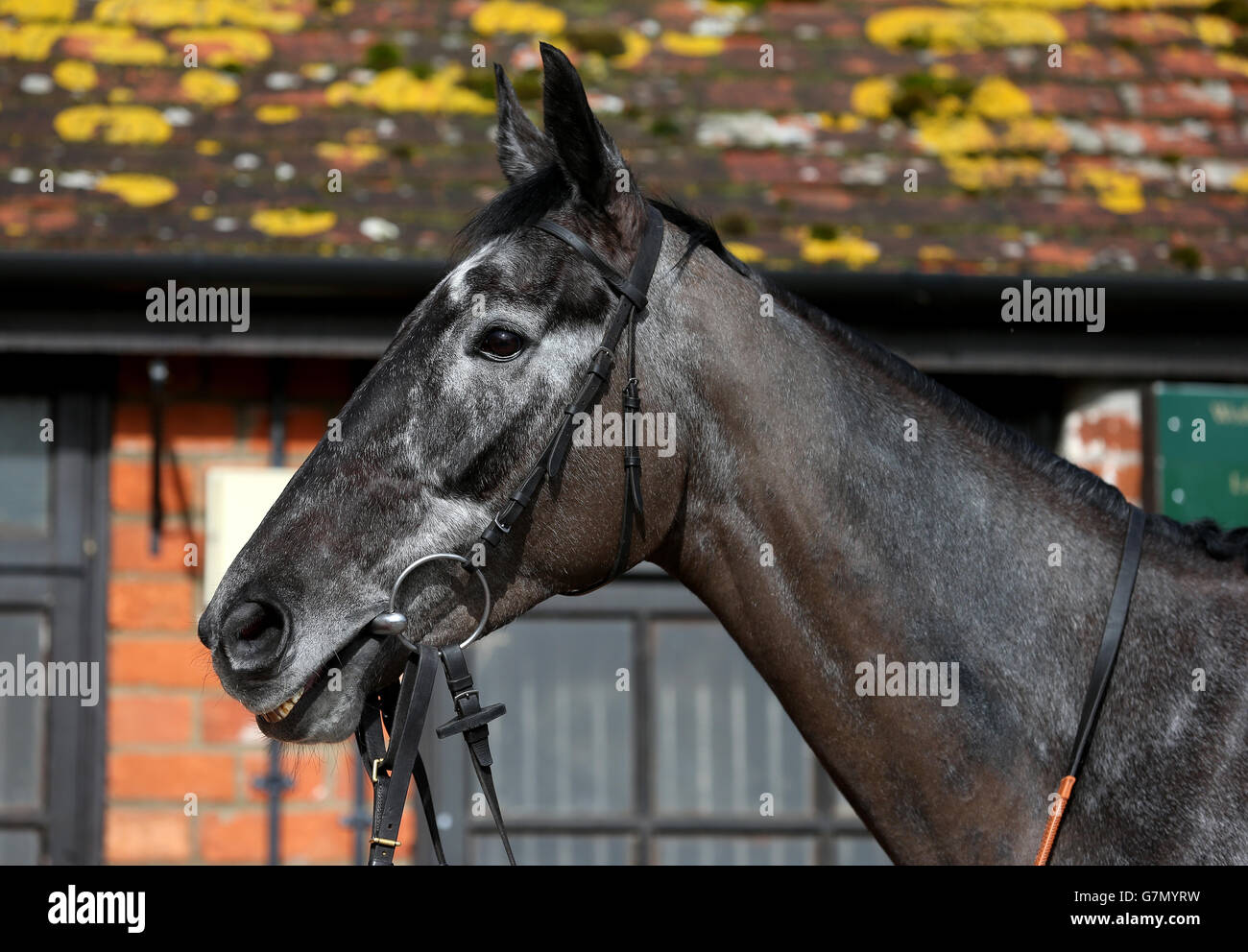 Horse Racing - Paul Nicholls Stables Visit - Manor Farm Stables Stock ...