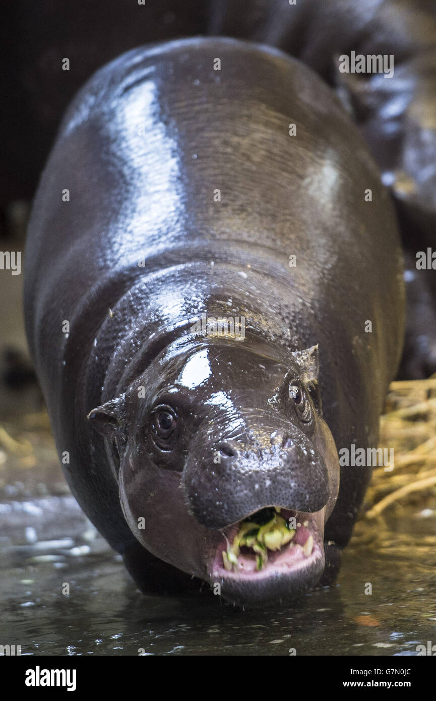 Pygmy hippo hi-res stock photography and images - Alamy