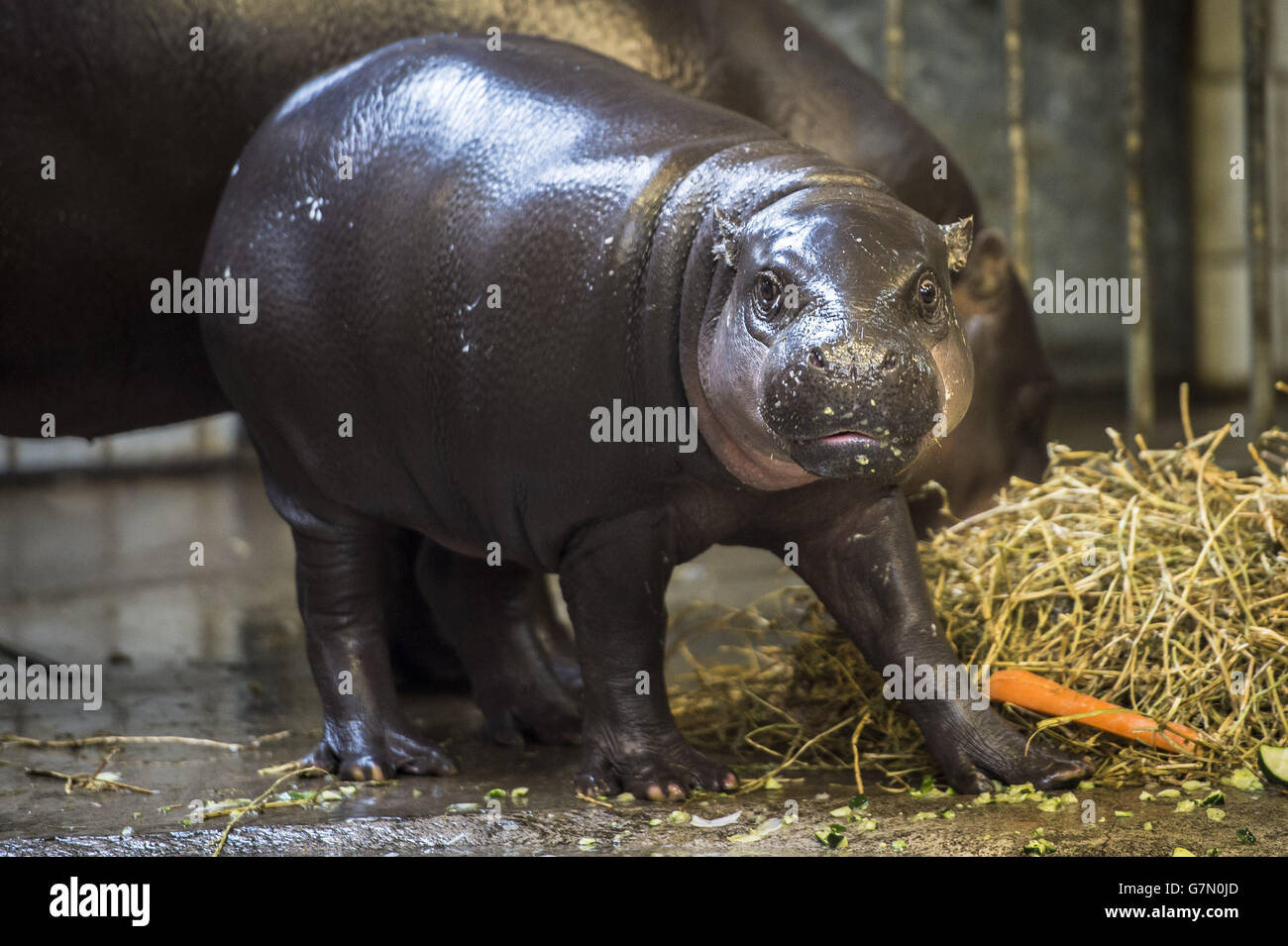 Winnie the pygmy hippo tucks into a special veggie birthday cake on her ...