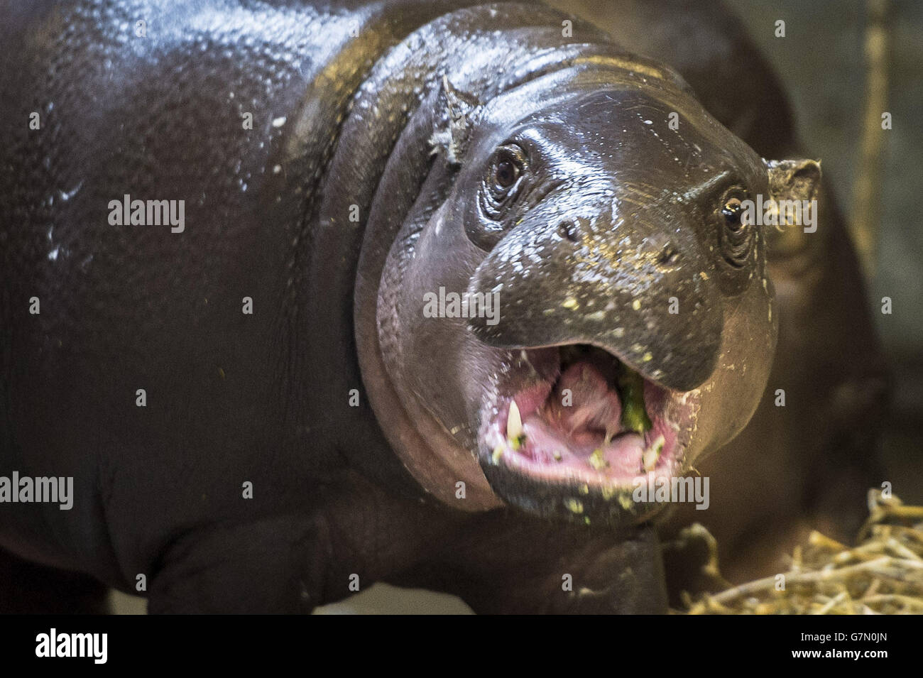 Winnie the pygmy hippo tucks into a special veggie birthday cake on her ...