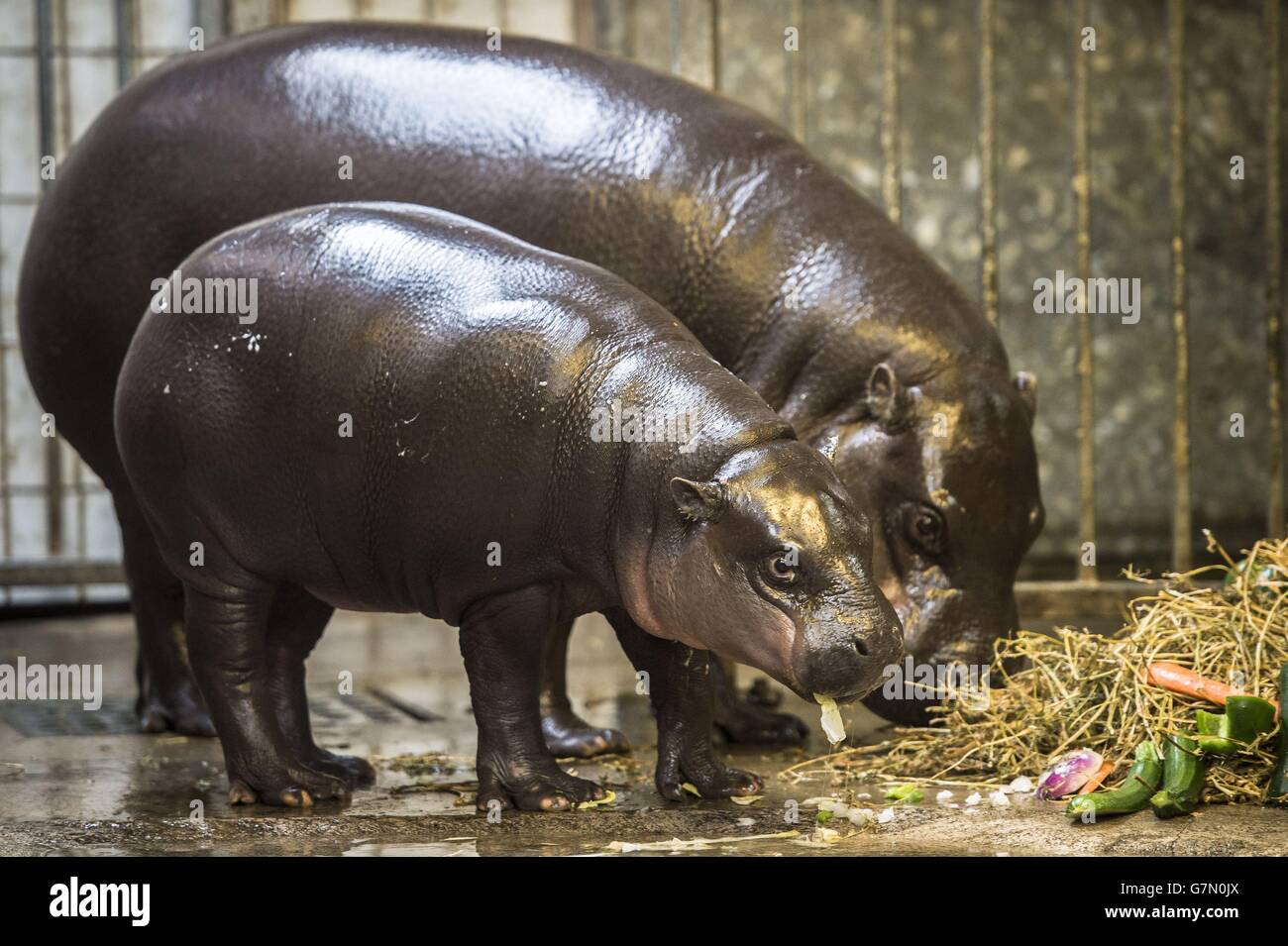 Winnie the pygmy hippo tucks into a special veggie birthday cake on her ...