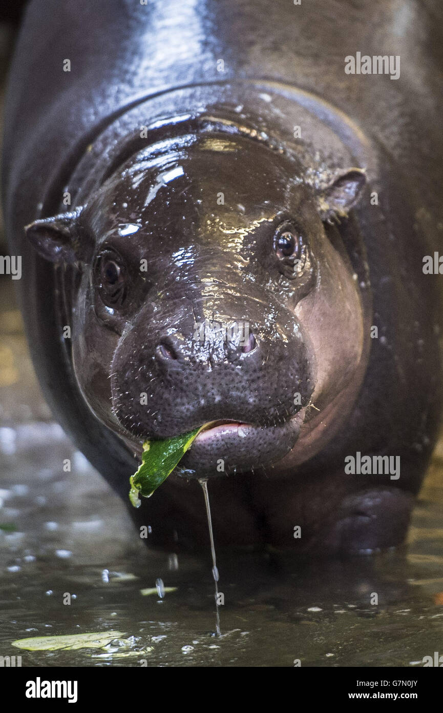 Pygmy hippo birthday bristol zoo gardens hi-res stock photography and ...
