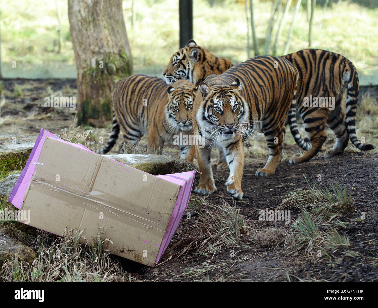 Sumatran tiger cubs london zoo hi-res stock photography and images - Alamy
