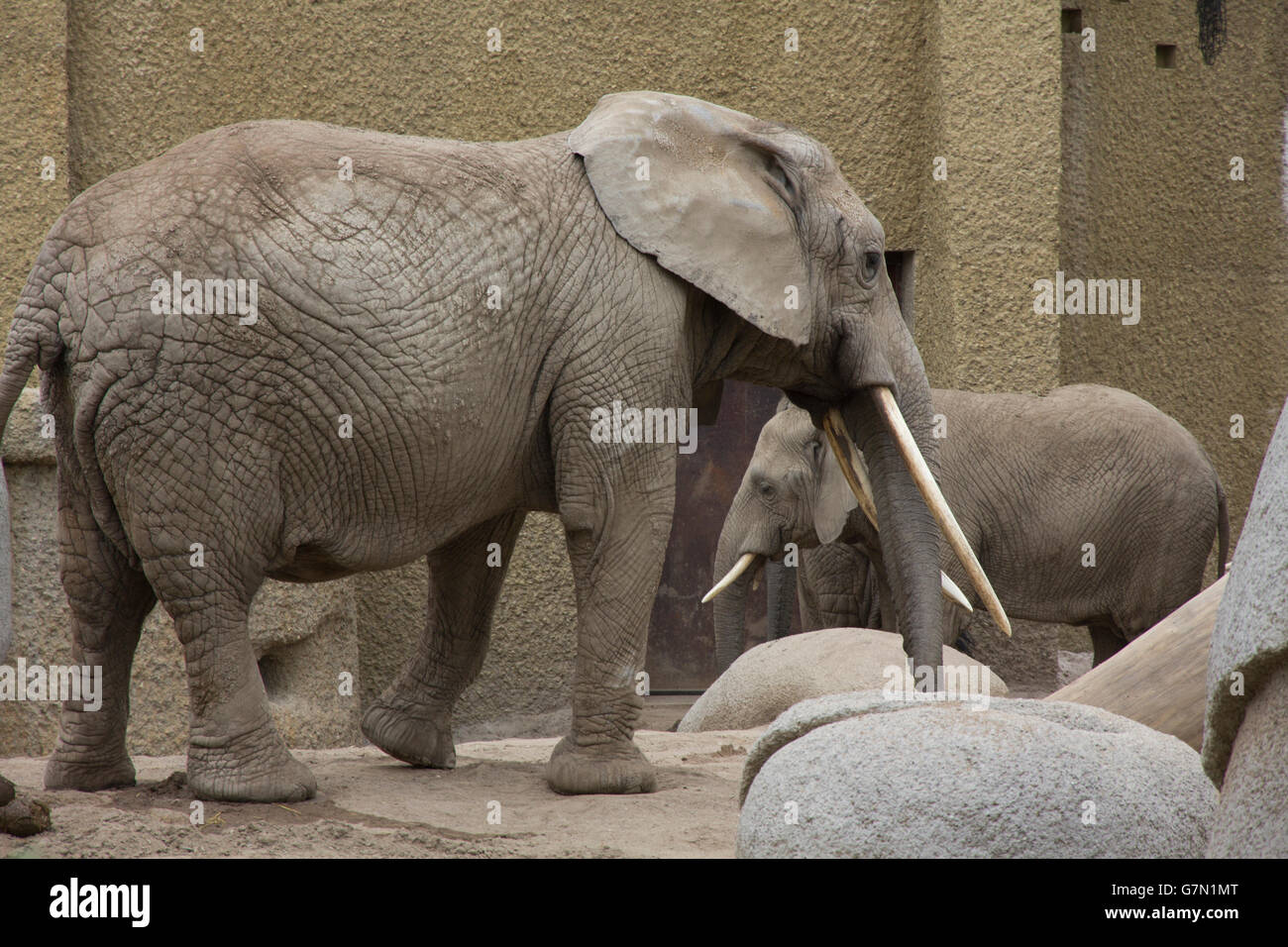 Zoo enclosed elephants hi-res stock photography and images - Alamy