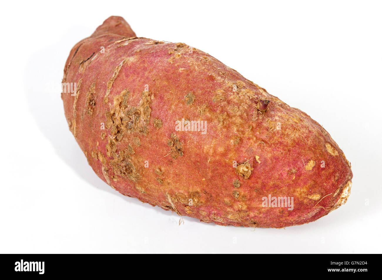 single healthy sweet potato with blemished rough skin on white Stock ...