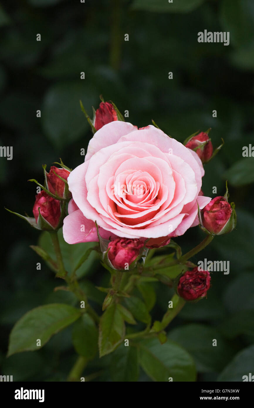 Tickled hi-res stock photography and images - Alamy