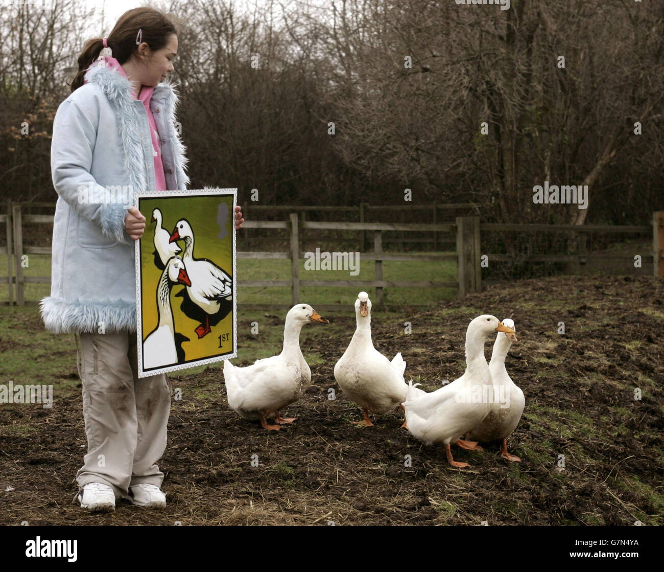 Highlighting uks rare breed farm animals hi-res stock photography and ...