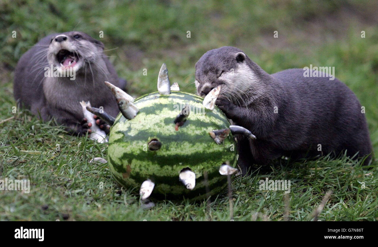Otters at blair drummond safari park hi-res stock photography and ...