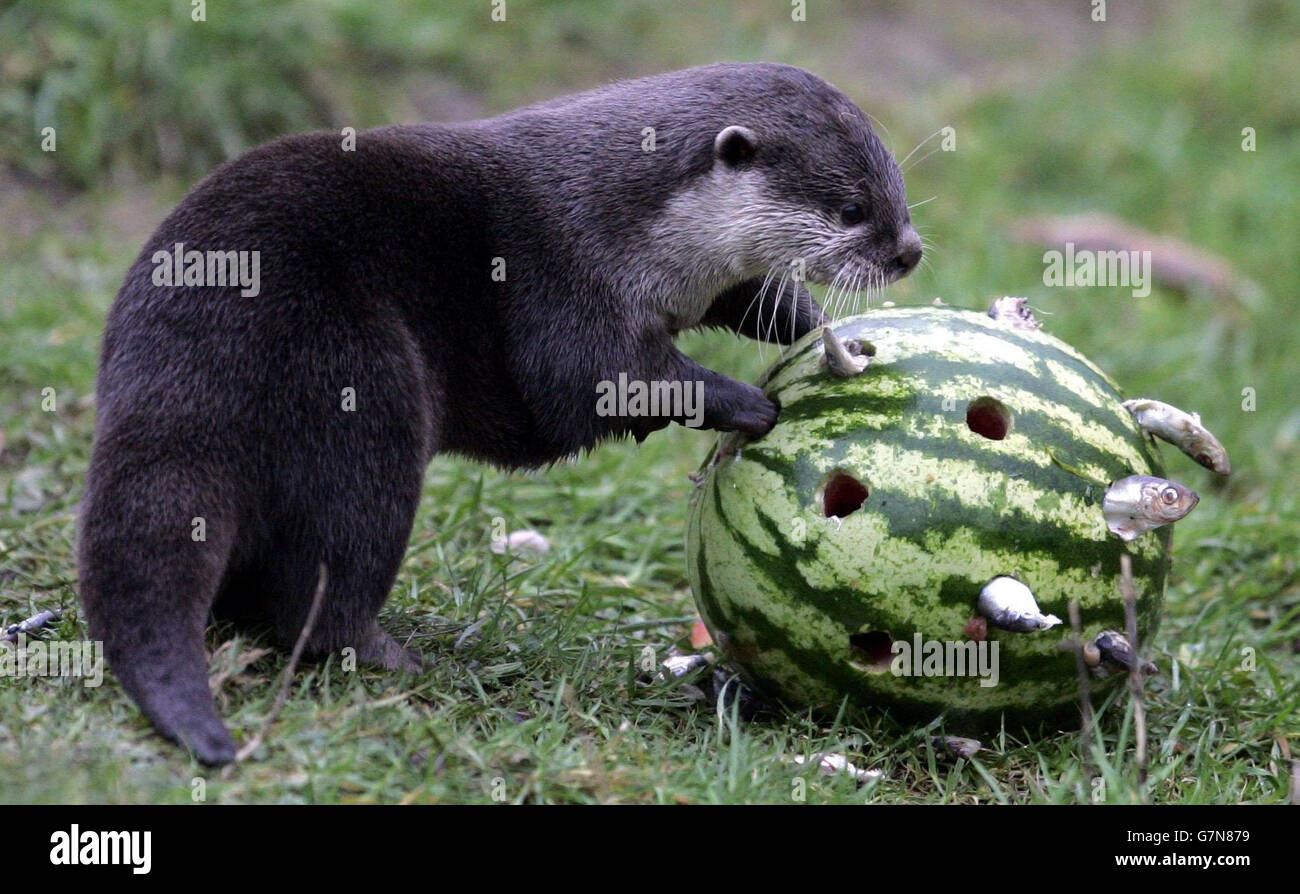 Harry the otter feels for sprats inside his water melon hi-res stock ...
