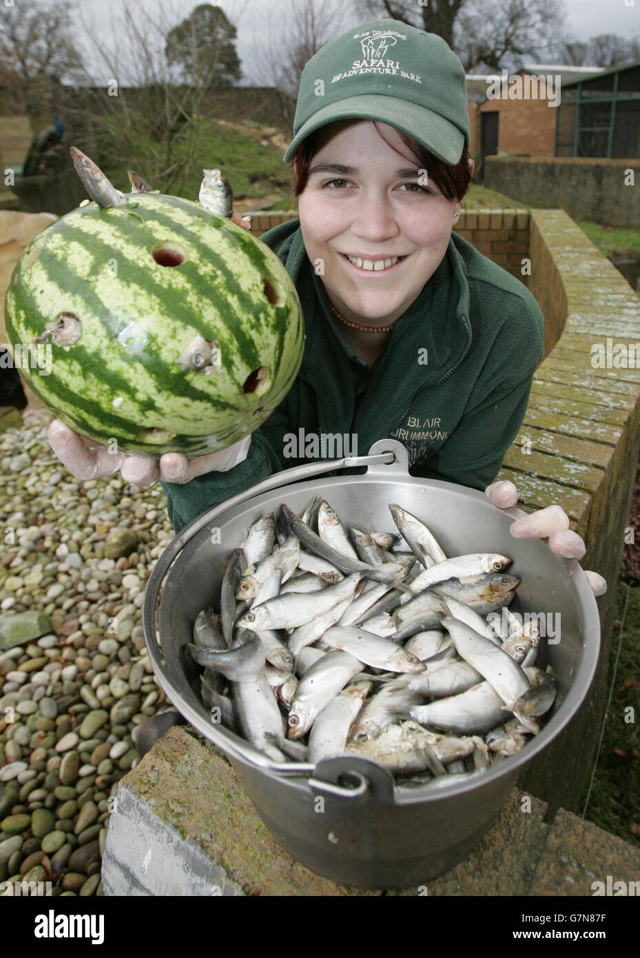 Animal keeper at Blair Drummond Safari Park Stock Photo - Alamy