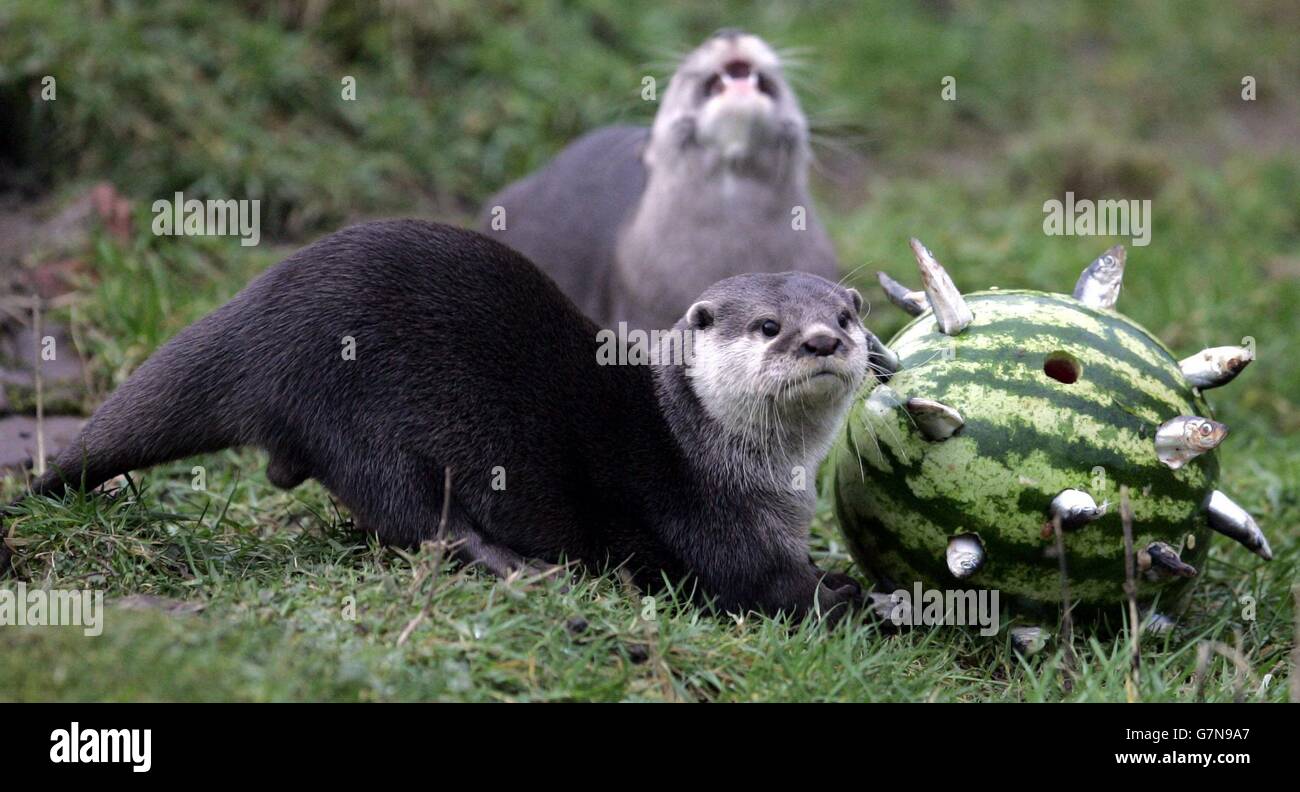 Harry the otter feels for sprats inside his water melon hi-res stock ...