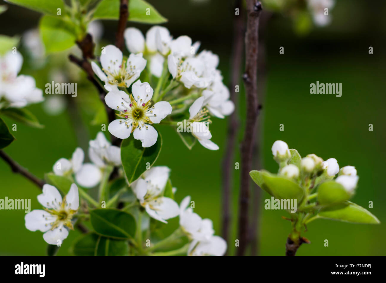 Pear tree pyrus communis hi-res stock photography and images - Alamy