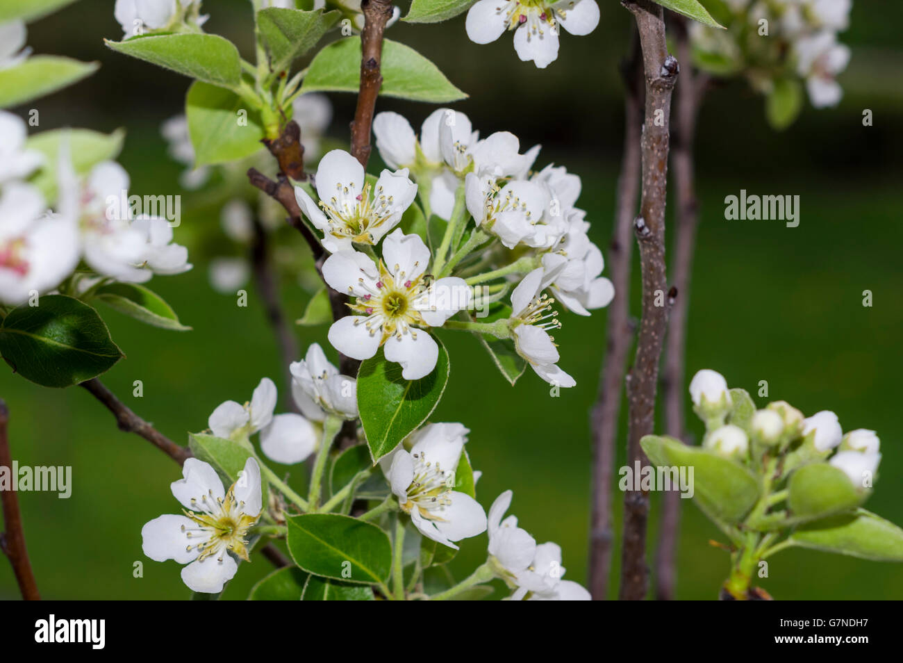 Pear tree pyrus communis hi-res stock photography and images - Alamy