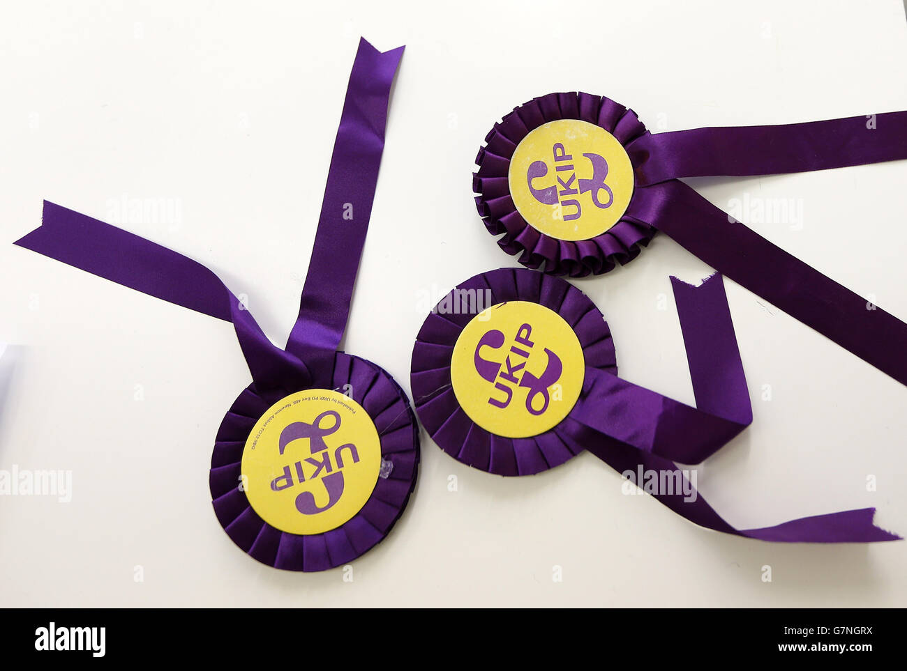 Ukip rosettes in the campaign headquarters in Heywood Stock Photo - Alamy