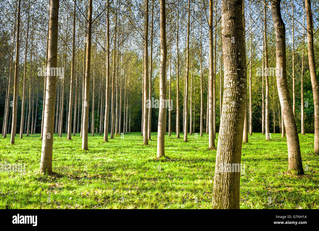 Poplar trees and france hi-res stock photography and images - Alamy