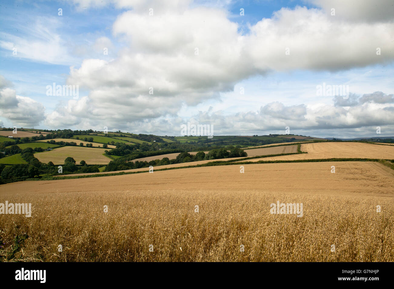 Golden fields and sloping hills of Devon England Stock Photo - Alamy