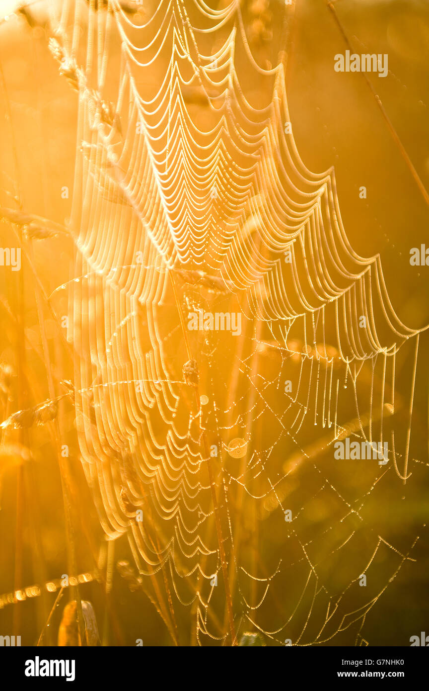 Dew covered cobweb in golden early morning sunshine Stock Photo - Alamy