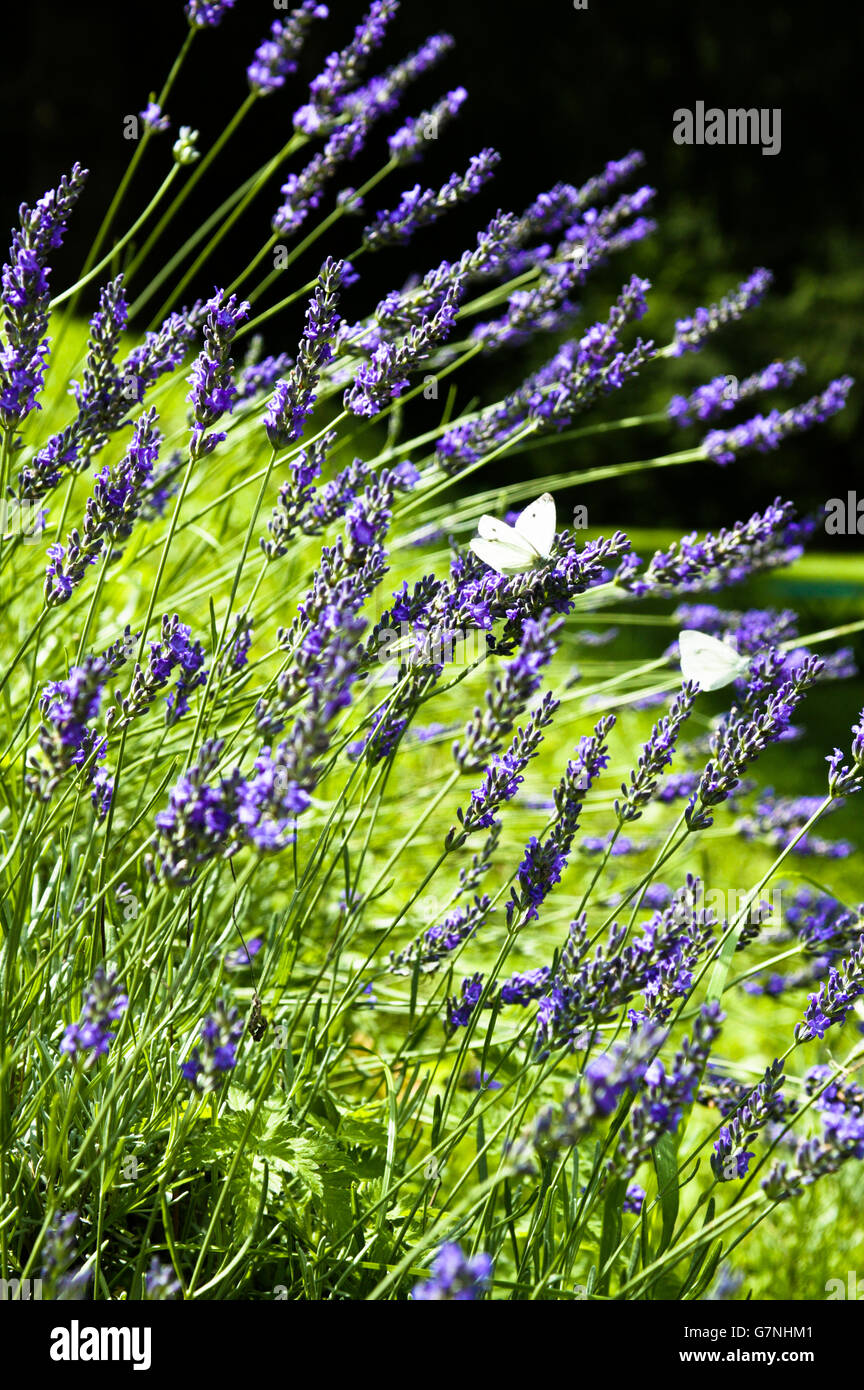 Wild lavender in springtime in the sunshine with white butterflies ...