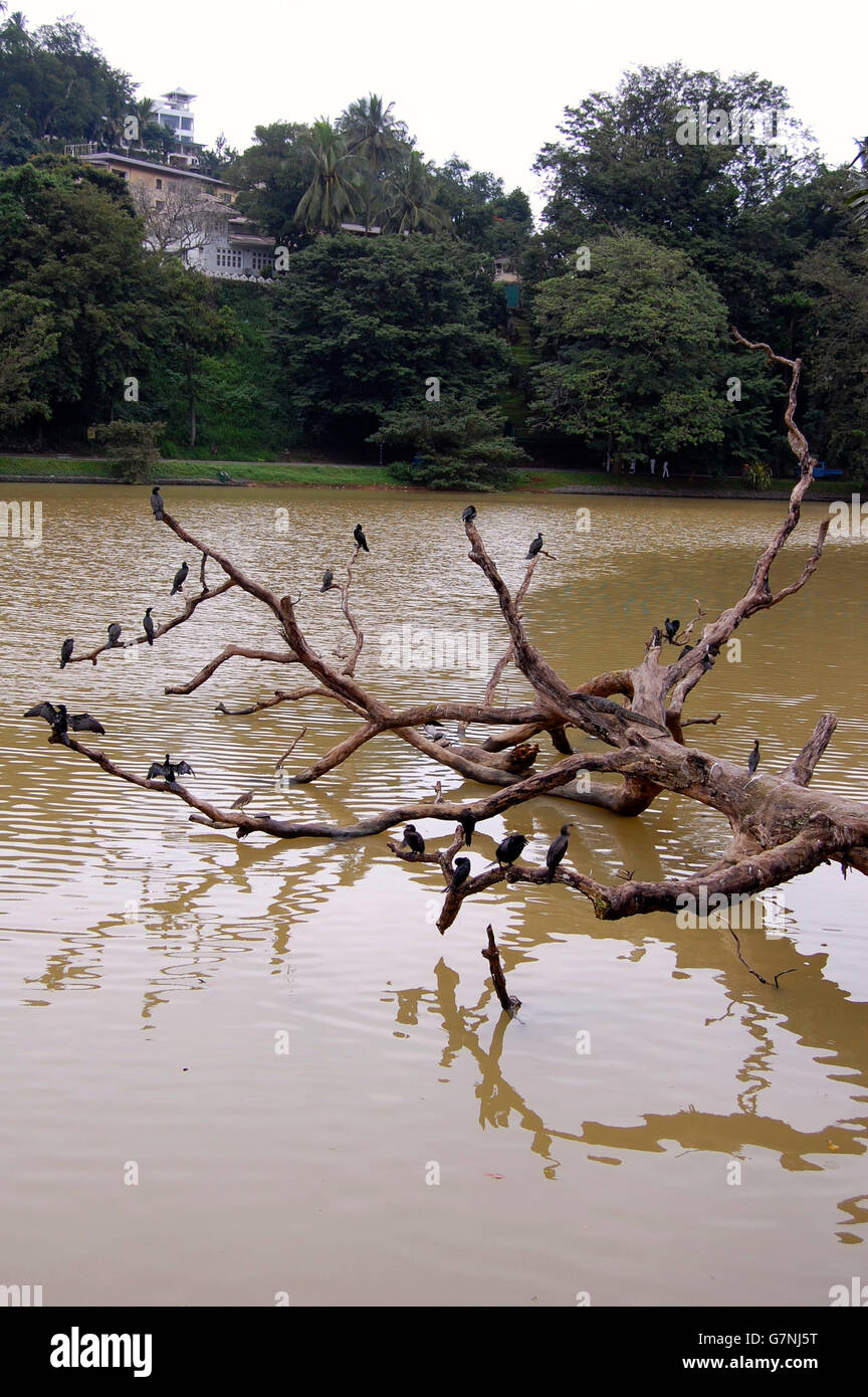 birds sitting on branches over beira lake, colombo, Sri Lanka Stock ...