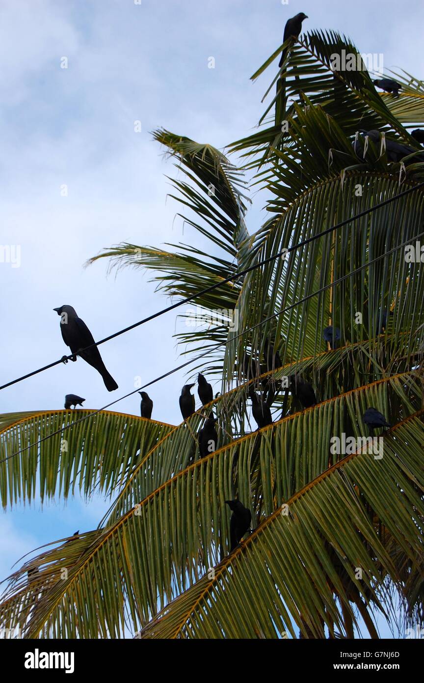 Crow in palm tree hi-res stock photography and images - Alamy
