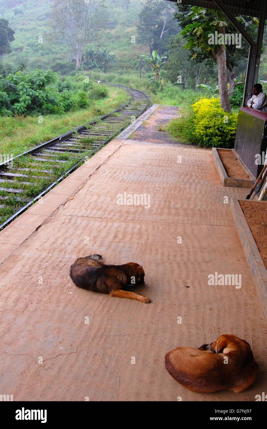 Dogs on Kithalella station platform, Sri Lanka Stock Photo - Alamy