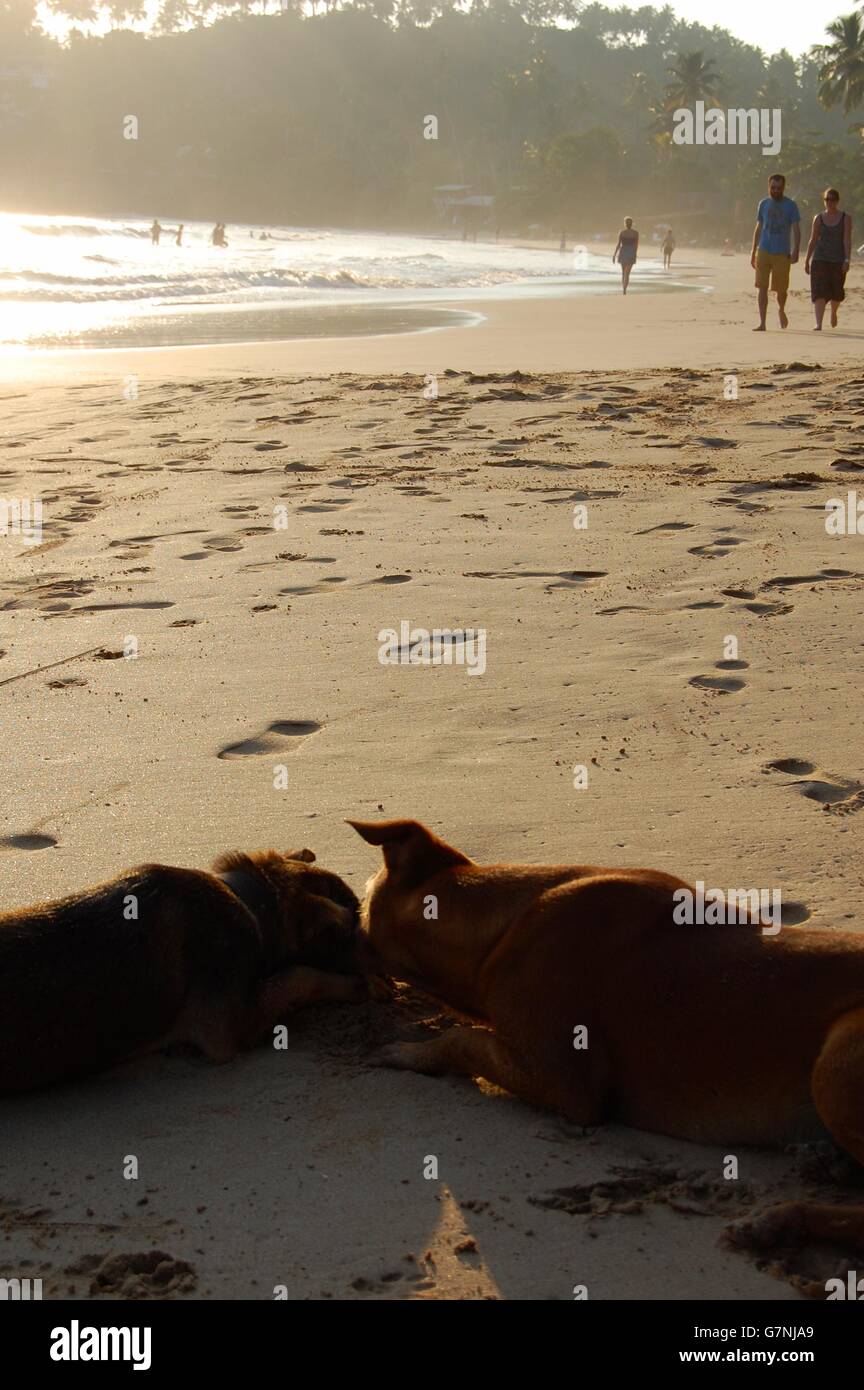 Tow dogs hi-res stock photography and images - Alamy