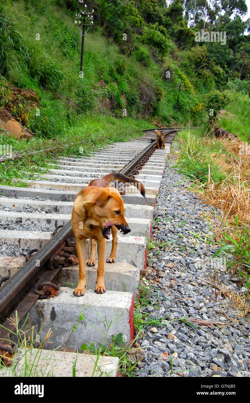 dog on the train tracks in Ella, Sri Lanka Stock Photo - Alamy