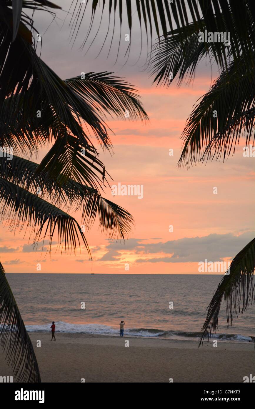 Palm trees at sunset on the beach of negombo in Sri Lanka Stock Photo ...