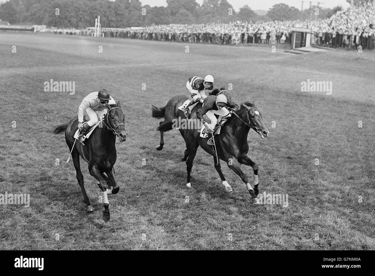 Sir ivor horse hi-res stock photography and images - Alamy