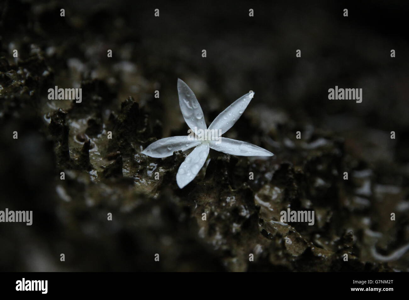 Cave flower hi-res stock photography and images - Alamy