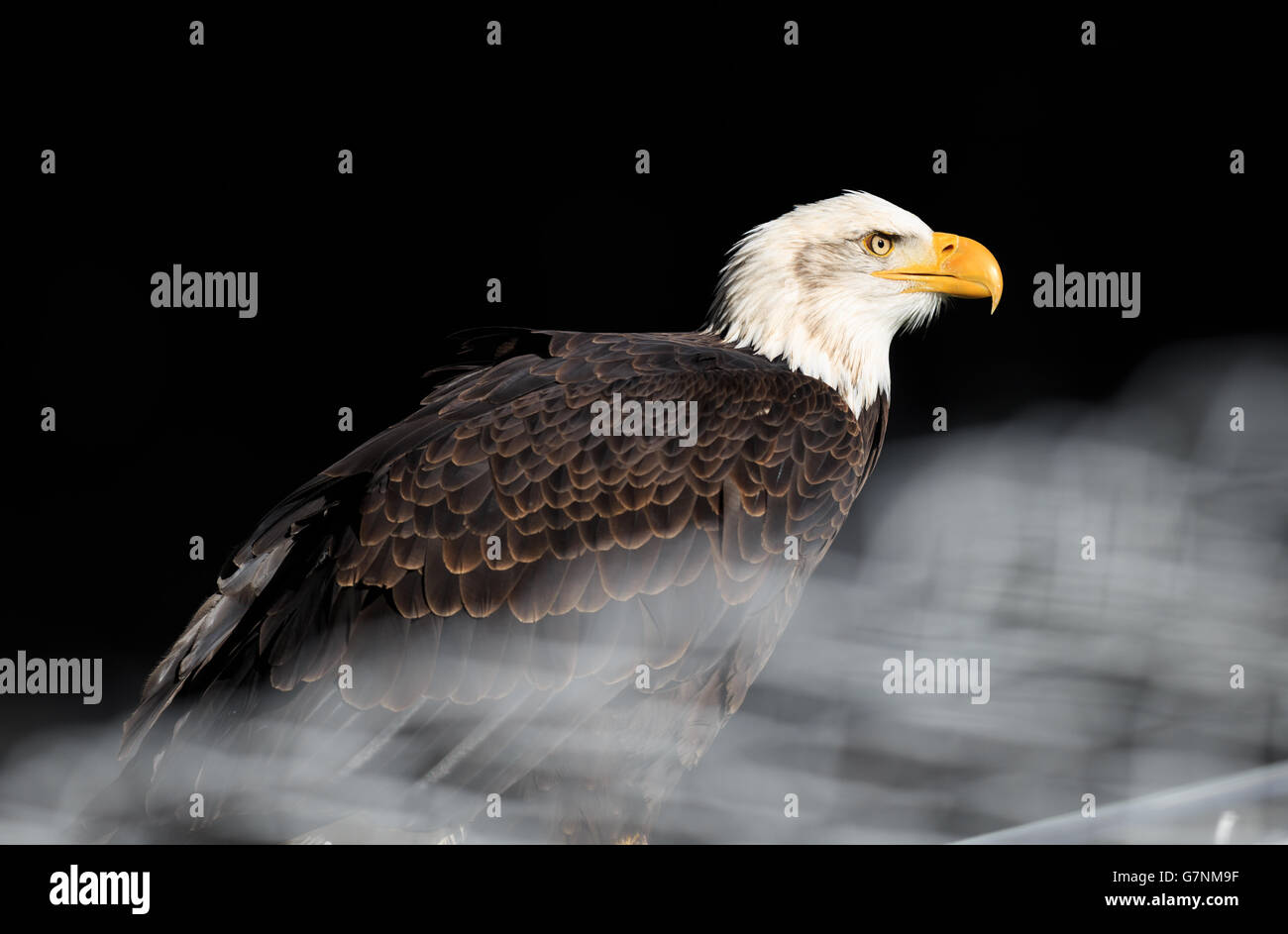 Crystal Palace mascot Kayla the Eagle on top of the crossbar before the ...