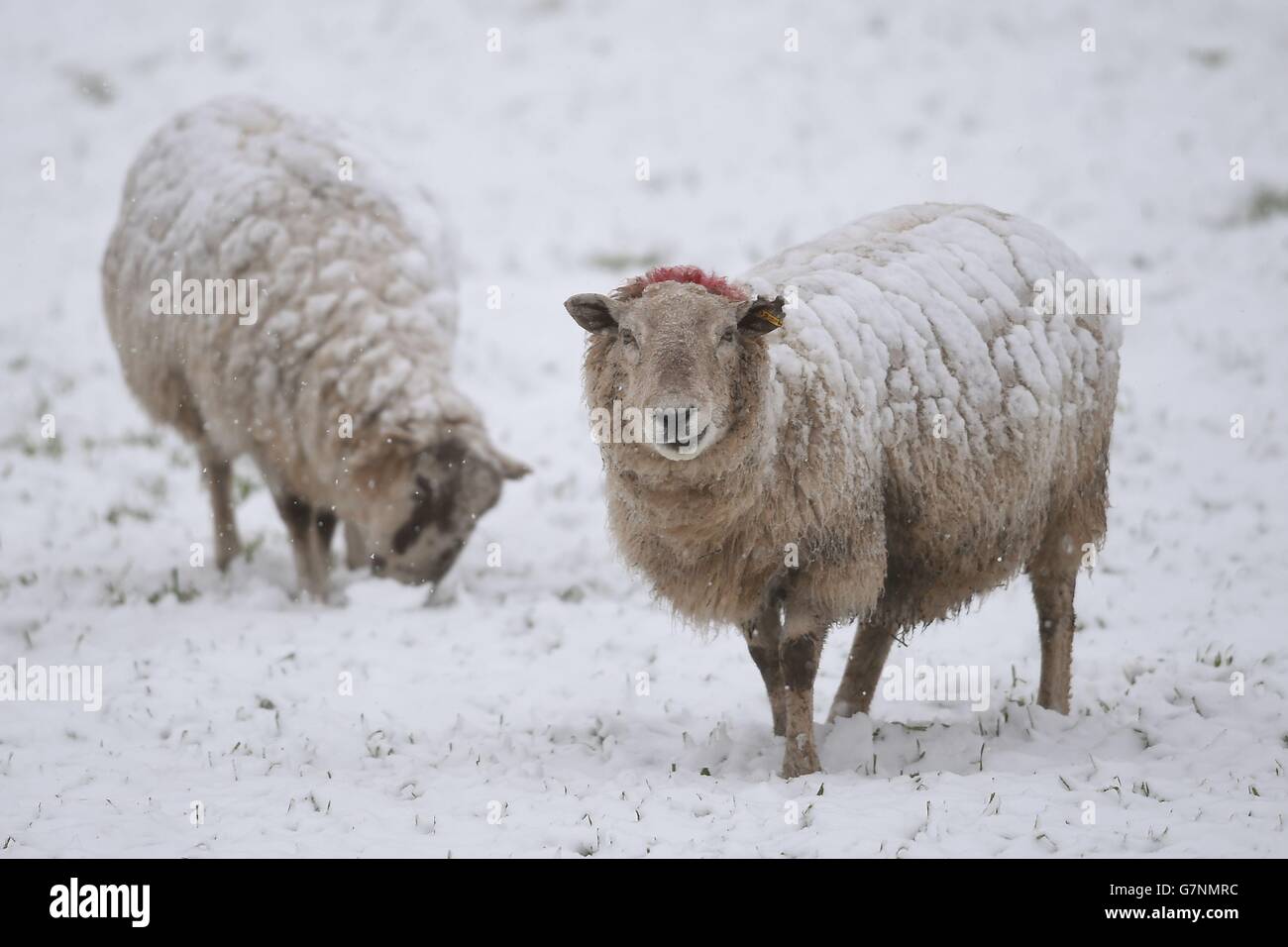 Back of sheep hi-res stock photography and images - Alamy