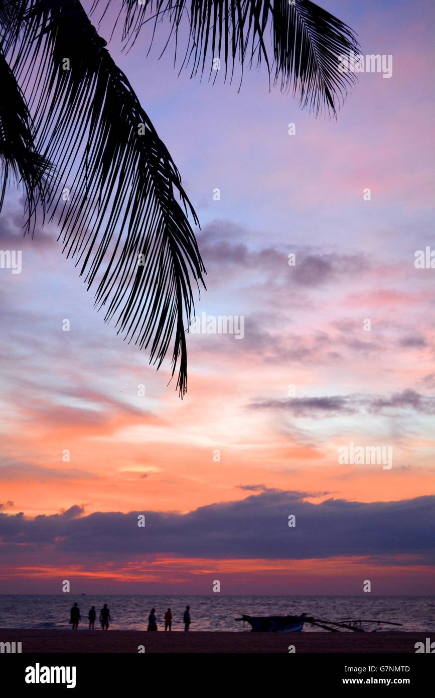 sunset and palm trees at negombo beach in sri lanka Stock Photo - Alamy