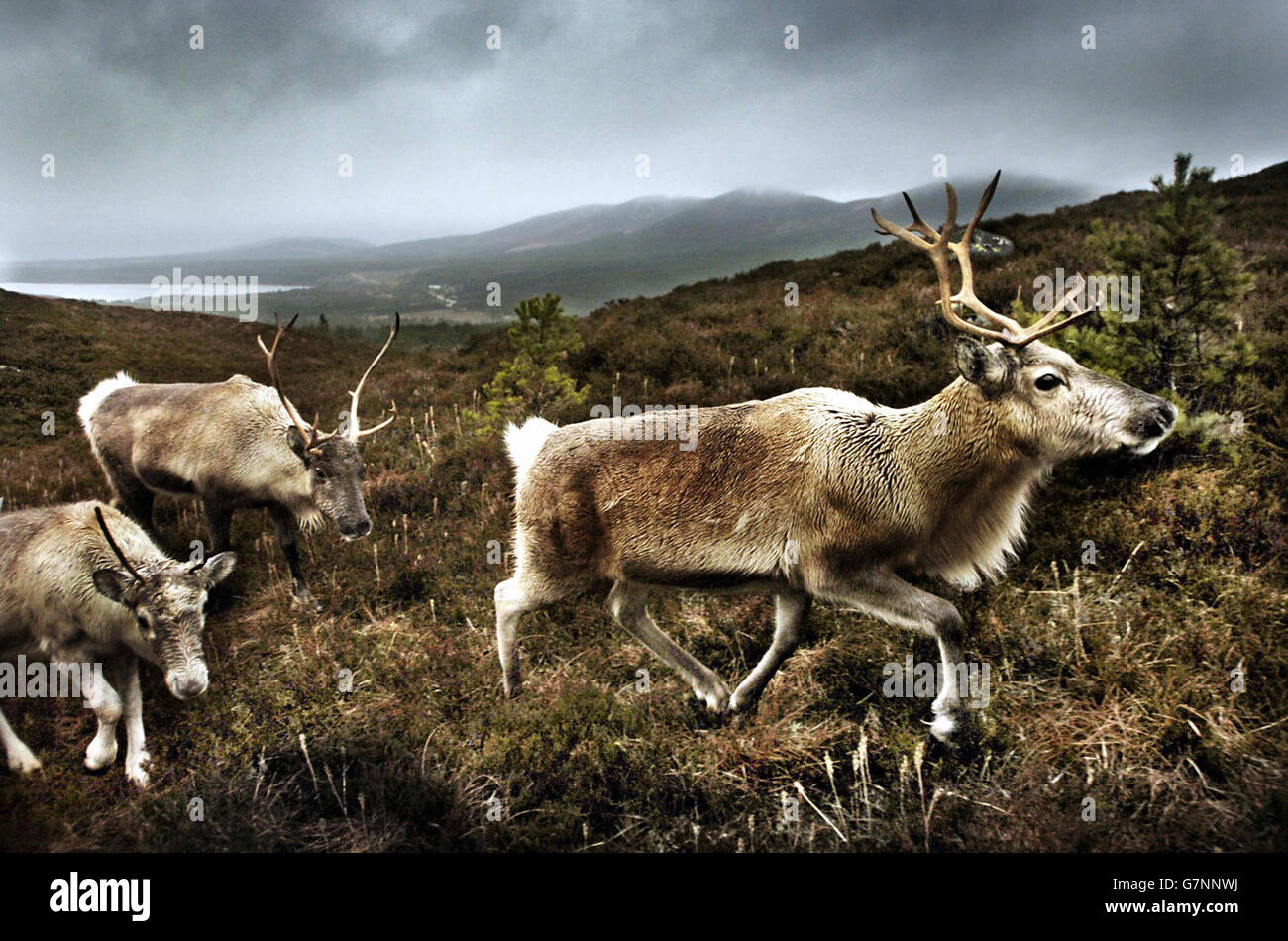 Reindeer in the Cairngorm mountains, Scotland. Reindeer the Cairngorm ...