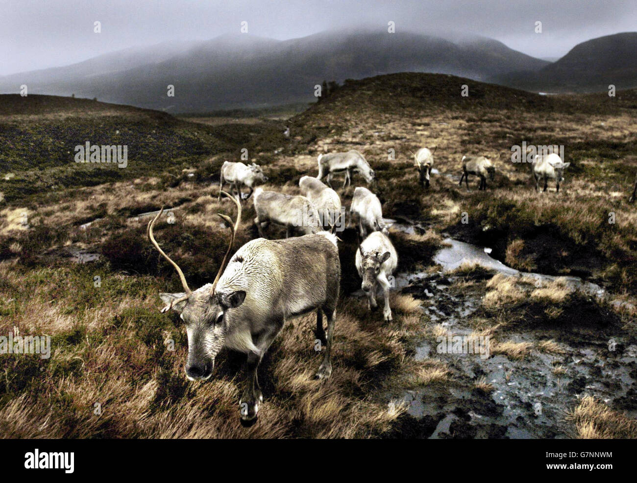 Cairngorm reindeer centre hi-res stock photography and images - Alamy